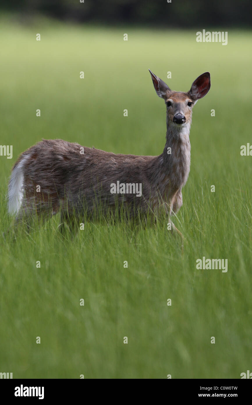 White tailed deer Stock Photo - Alamy