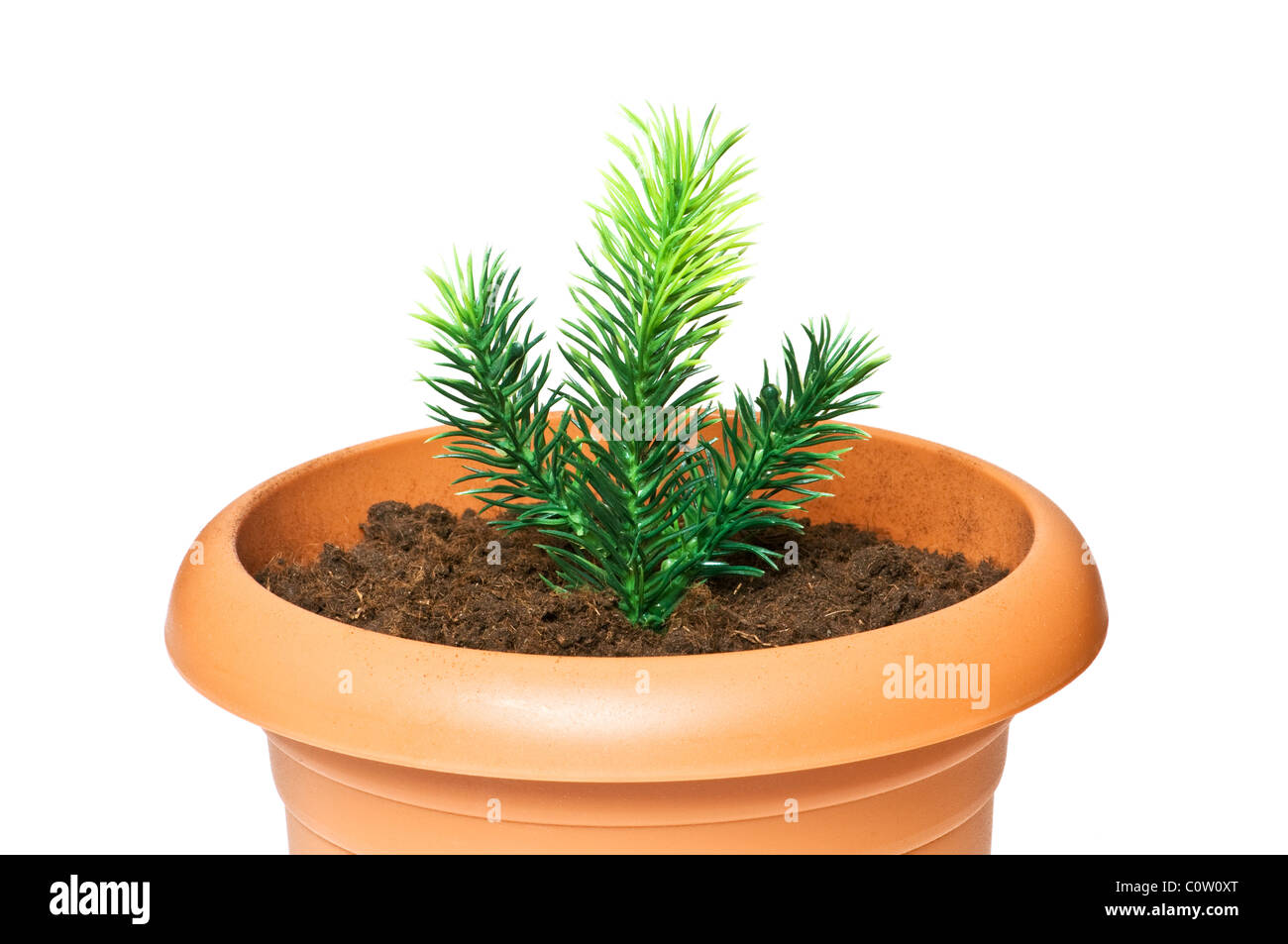 Green sapling growing in the clay pot Stock Photo - Alamy