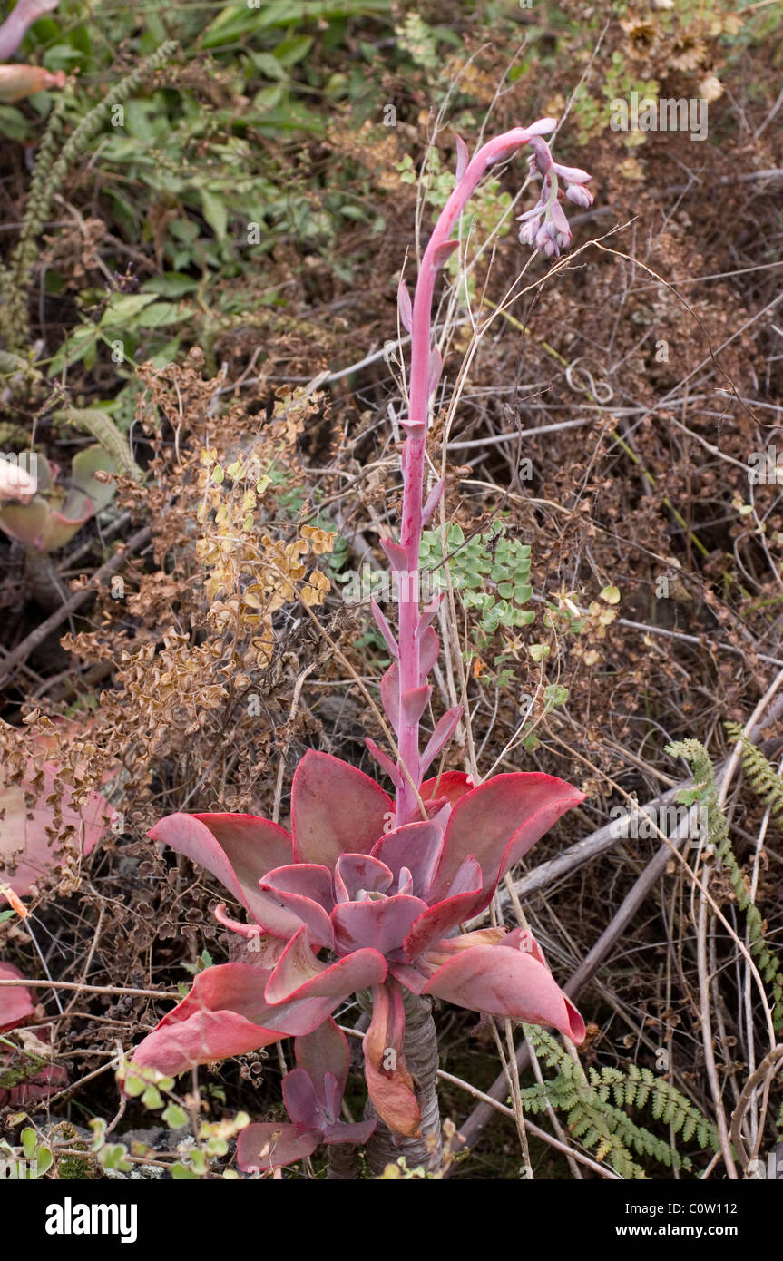 Oreja de burro (Donkey´s ear / Echeveria gibbiflora) with flower Stock ...