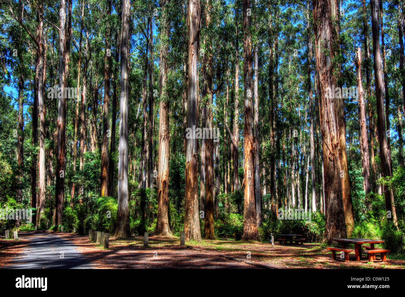 The eucalyptus trees of Sherbrooke Forest, Dandenongs, Victoria ...