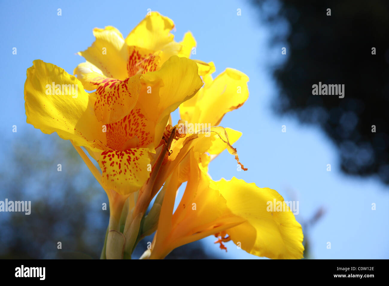 Thailand thailand samoa hi-res stock photography and images - Alamy