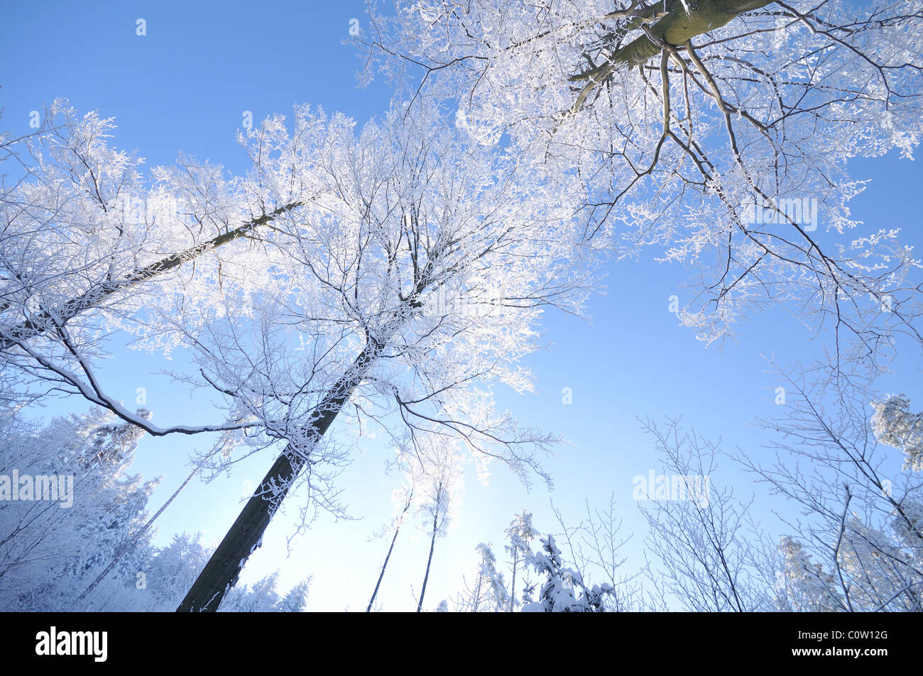 Trees in winter covered by frost and snow Stock Photo - Alamy