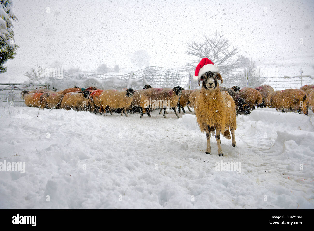 Sheep in snow near Grassington North Yorkshire Stock Photo - Alamy