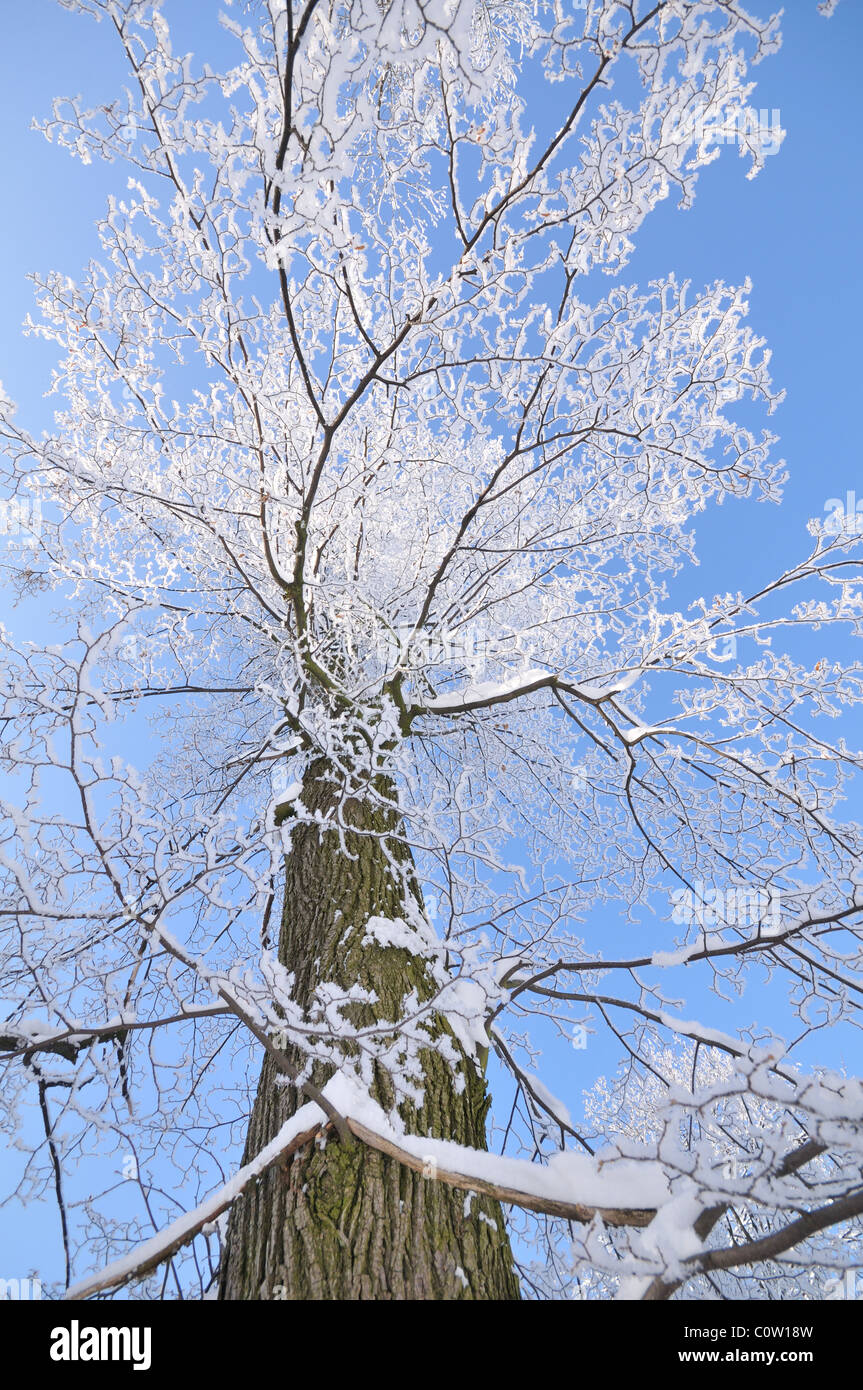 Tree in winter covered by frost Stock Photo - Alamy