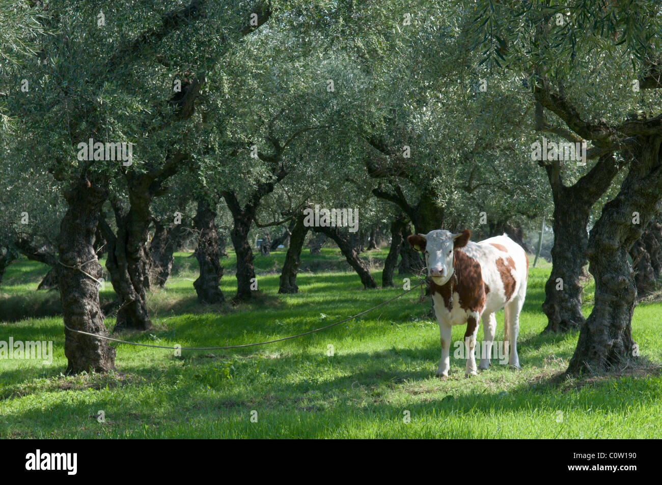 Cow in olive grove.. Zakynthos. Zante. Greek island. October Stock ...