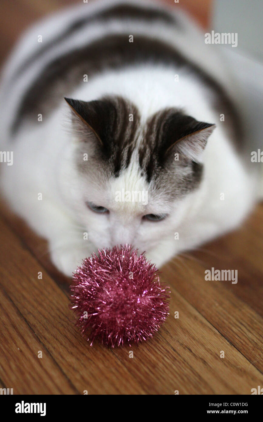 A cat staring at his shiny toy Stock Photo - Alamy
