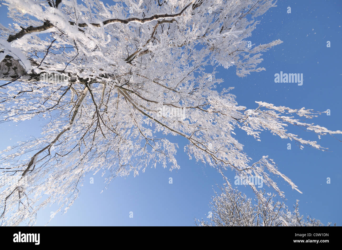 Trees in winter covered by frost Stock Photo - Alamy