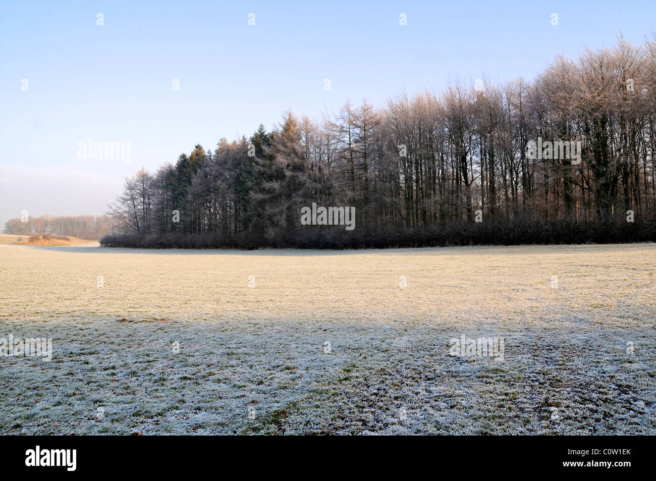 Frosty field grass trees Stock Photo - Alamy