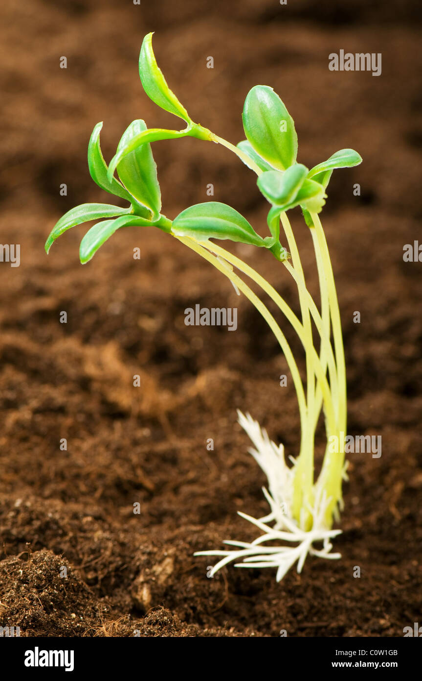 Green seedling illustrating concept of new life Stock Photo - Alamy