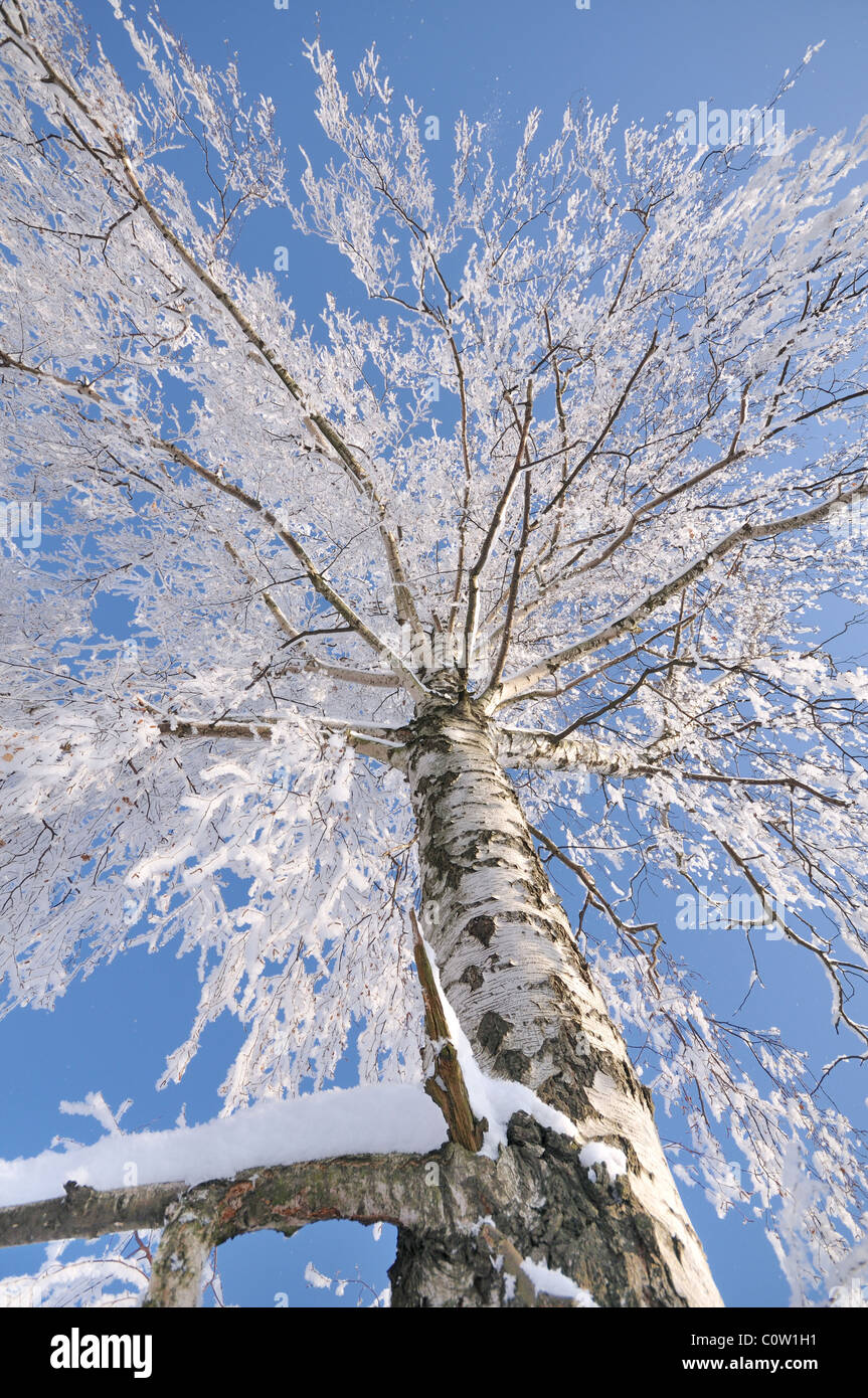 Birch tree in winter covered by frost Stock Photo - Alamy