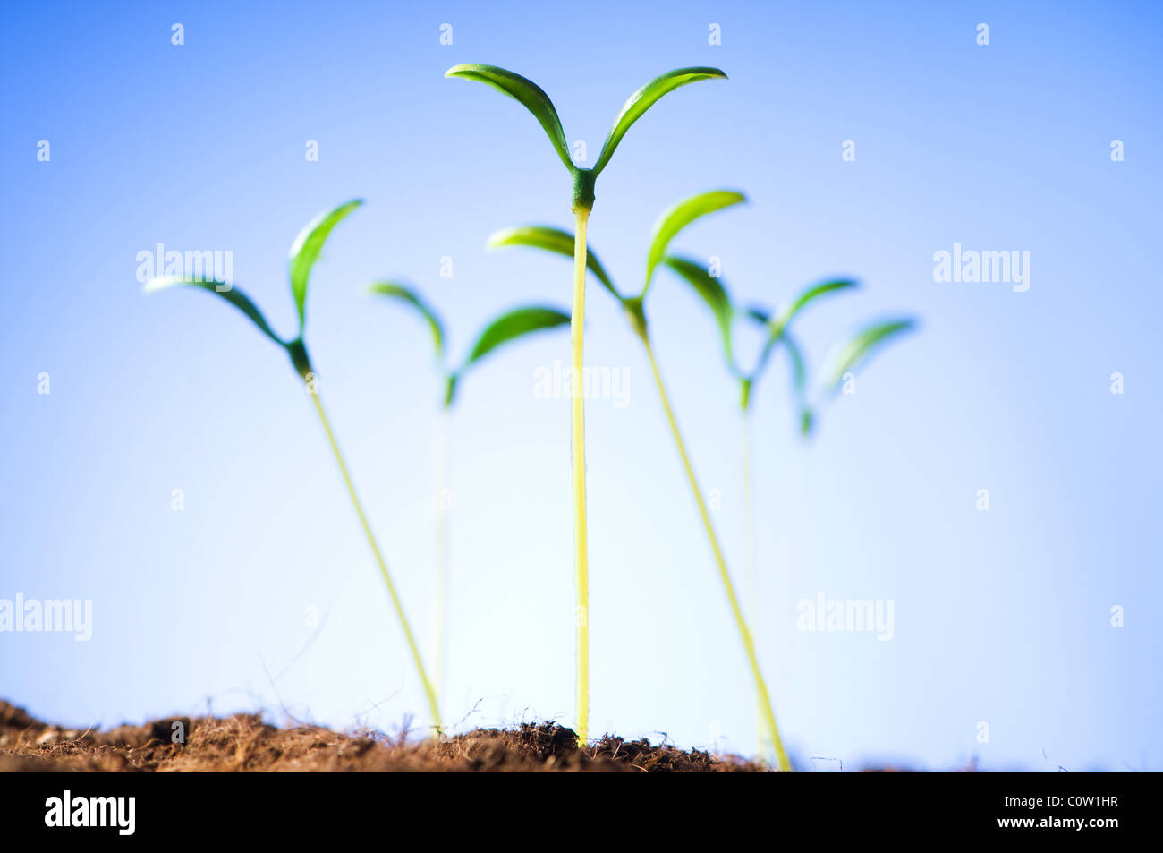 Green seedling illustrating concept of new life Stock Photo - Alamy