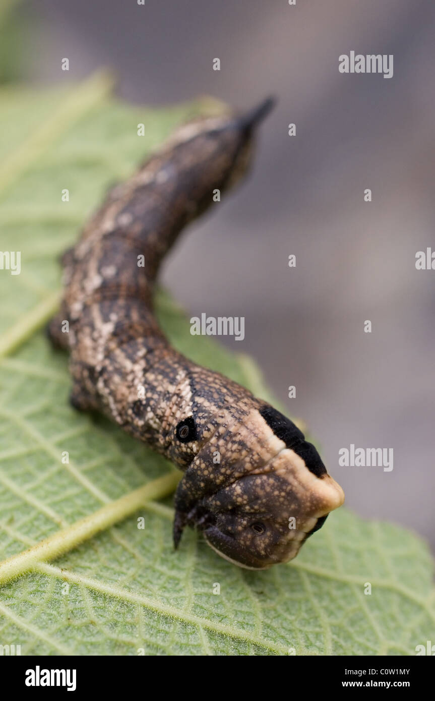 Sphinx moth larva Stock Photo - Alamy