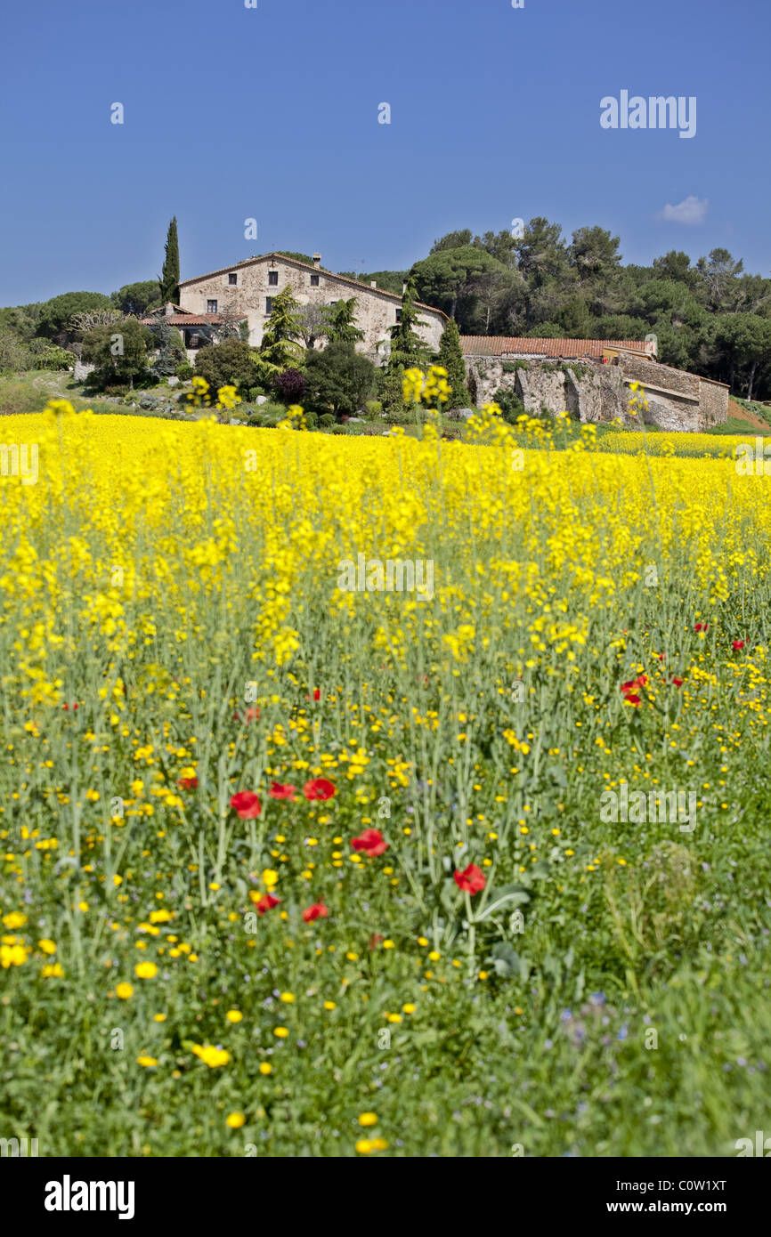 Typical spring flowers hi-res stock photography and images - Alamy