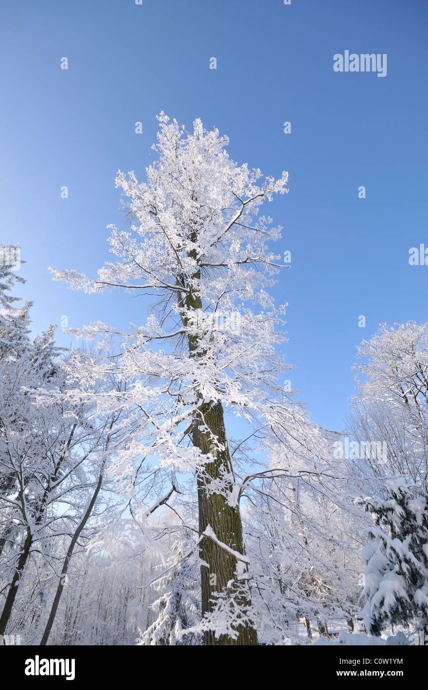 Trees in winter covered by frost Stock Photo - Alamy