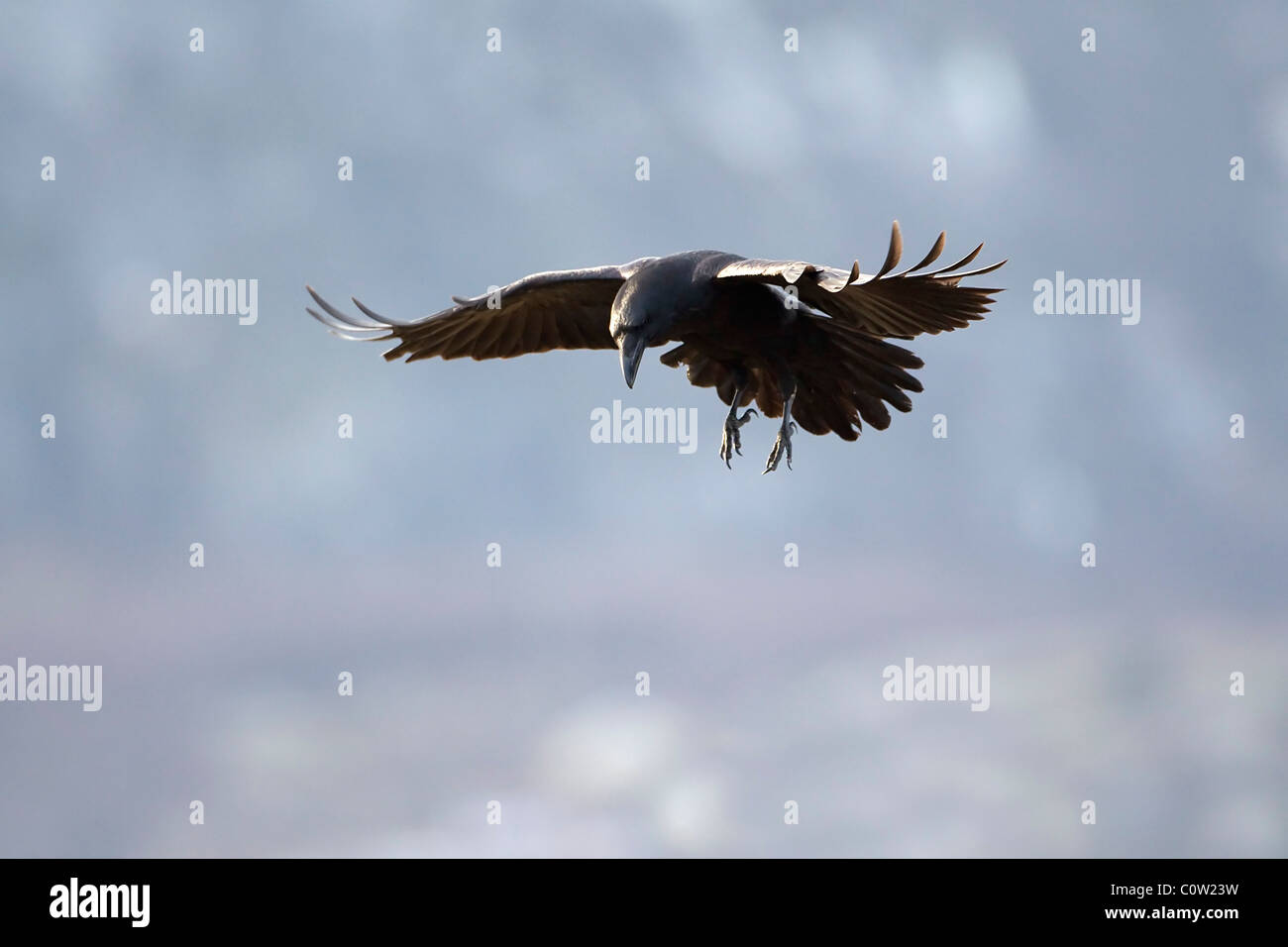 Descending crow hi-res stock photography and images - Alamy
