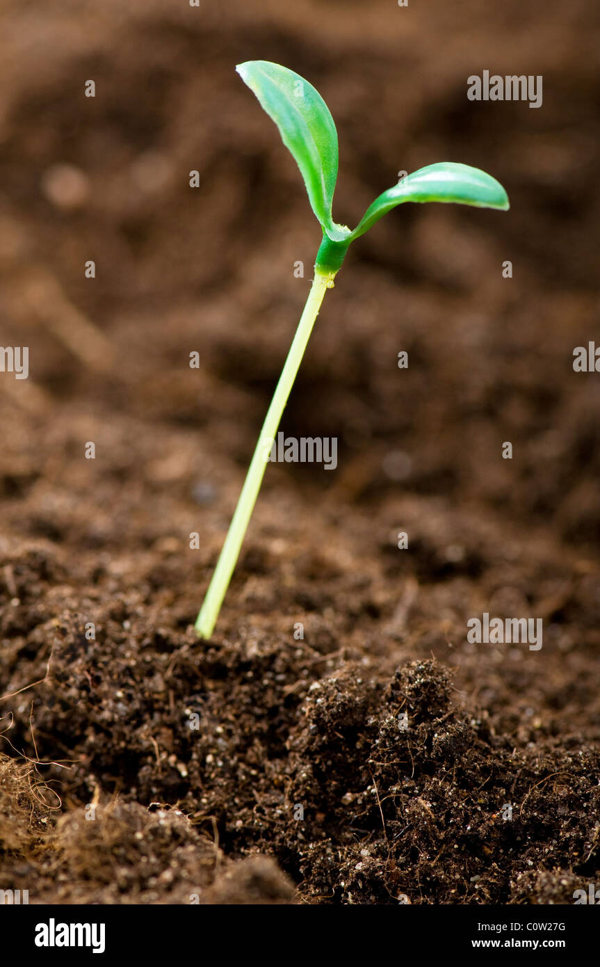 Green seedling illustrating concept of new life Stock Photo - Alamy
