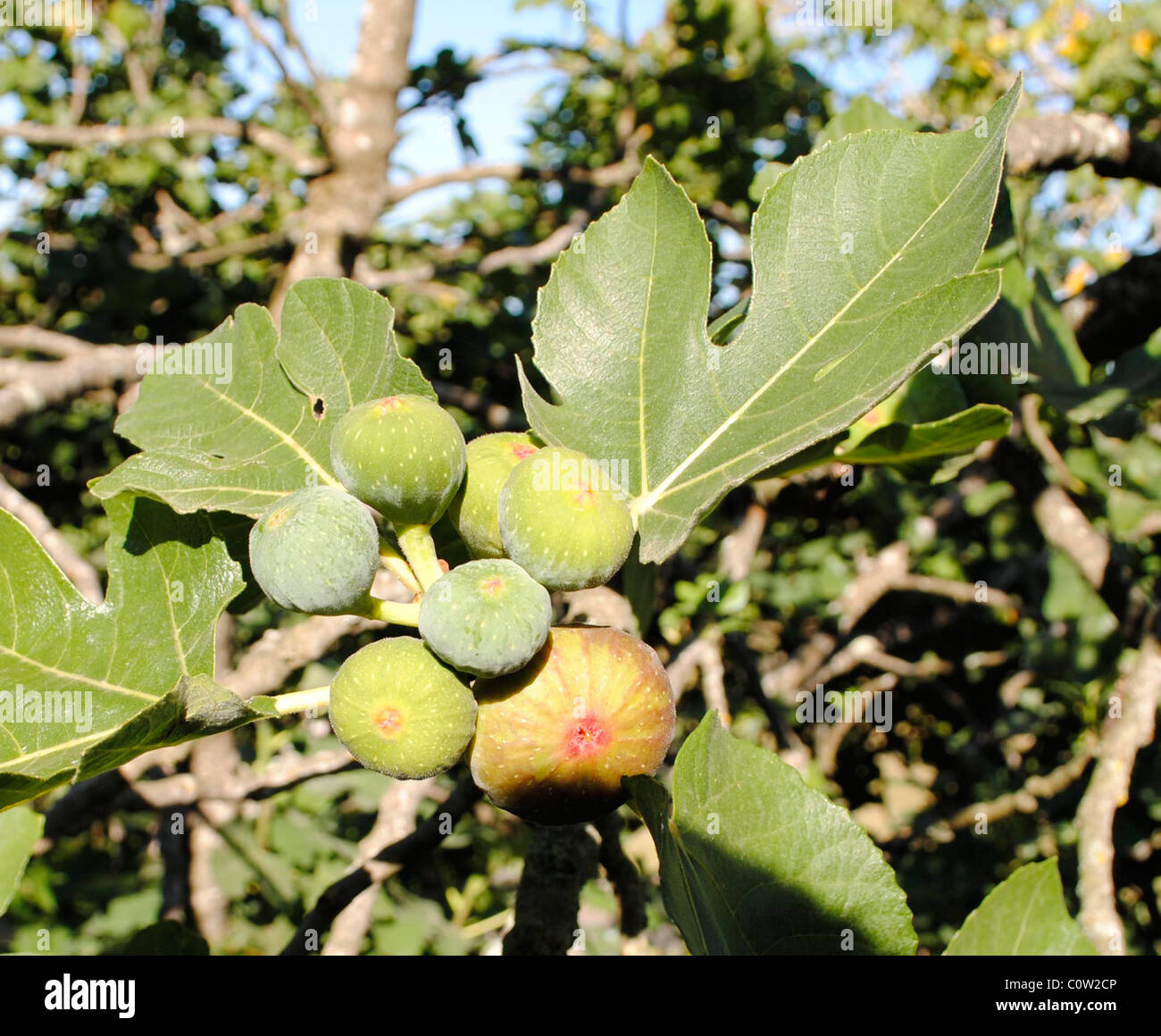 Fig Latin name Ficus Carica Stock Photo - Alamy