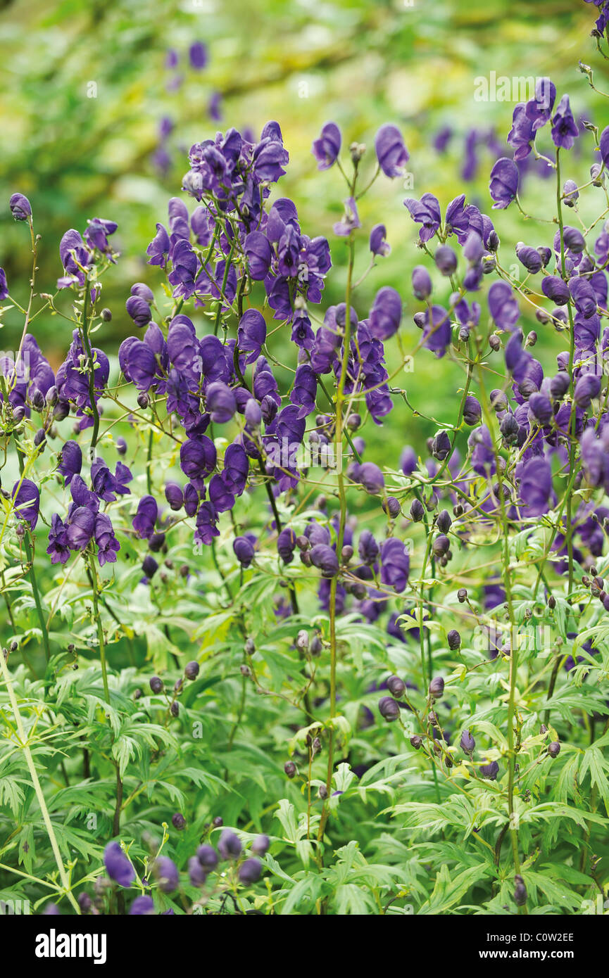 Detail of Aconitum Spark’s variety plant Stock Photo - Alamy