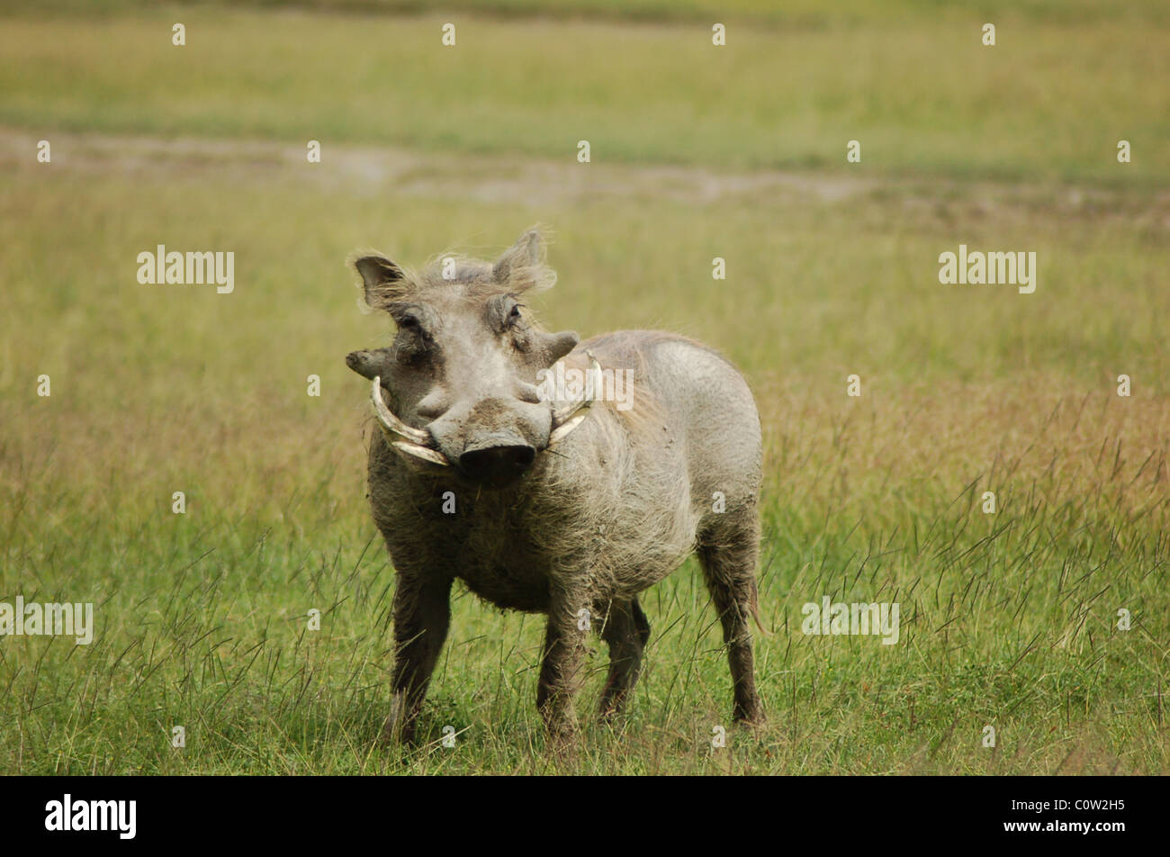 Ugly pig hi-res stock photography and images - Alamy