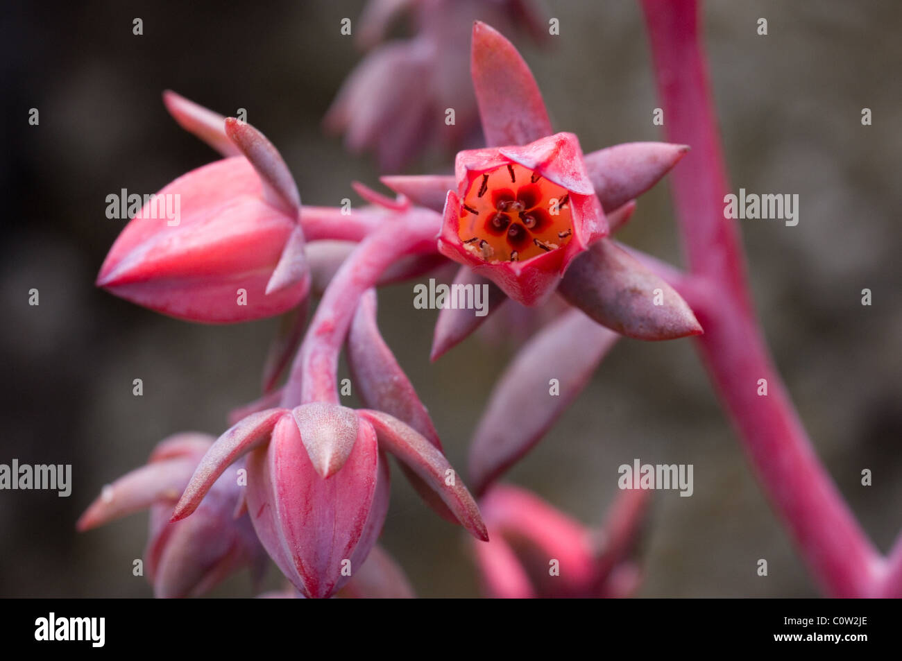 Oreja de burro (Donkey´s ear / Echeveria gibbiflora) flower detail ...