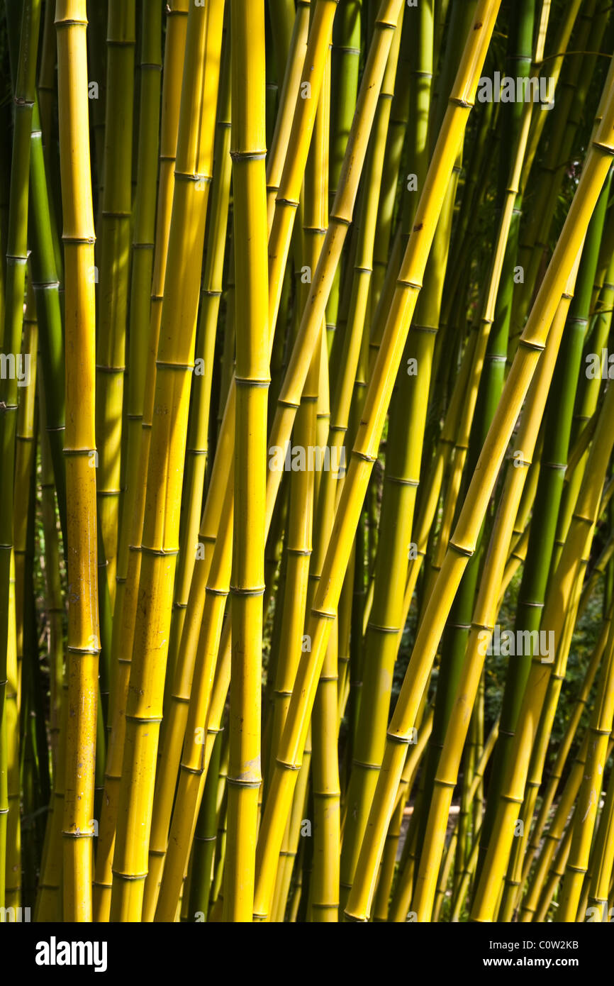 Bamboo example hi-res stock photography and images - Alamy