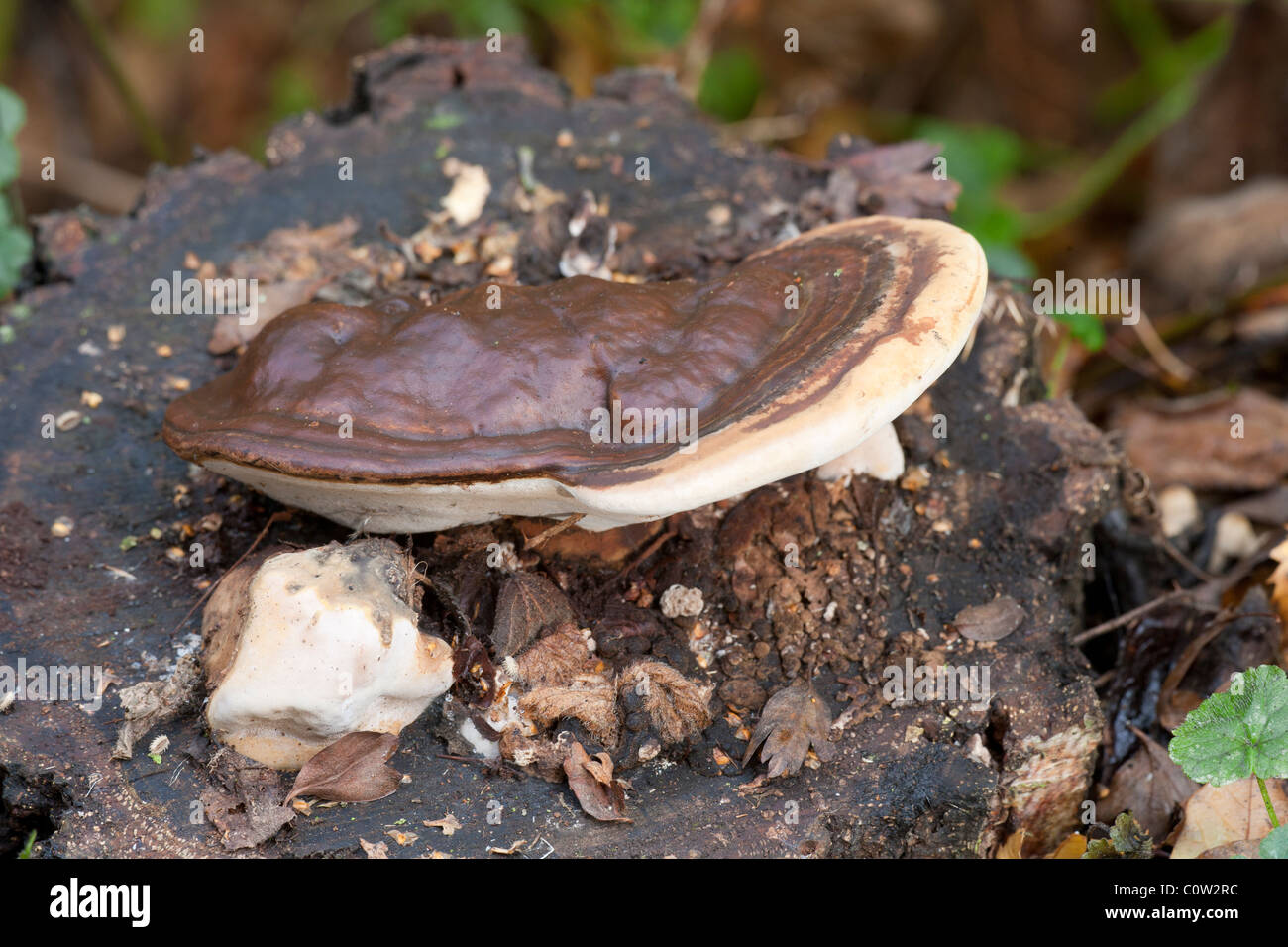 Fruiting fungi bodies on tree hi-res stock photography and images - Alamy
