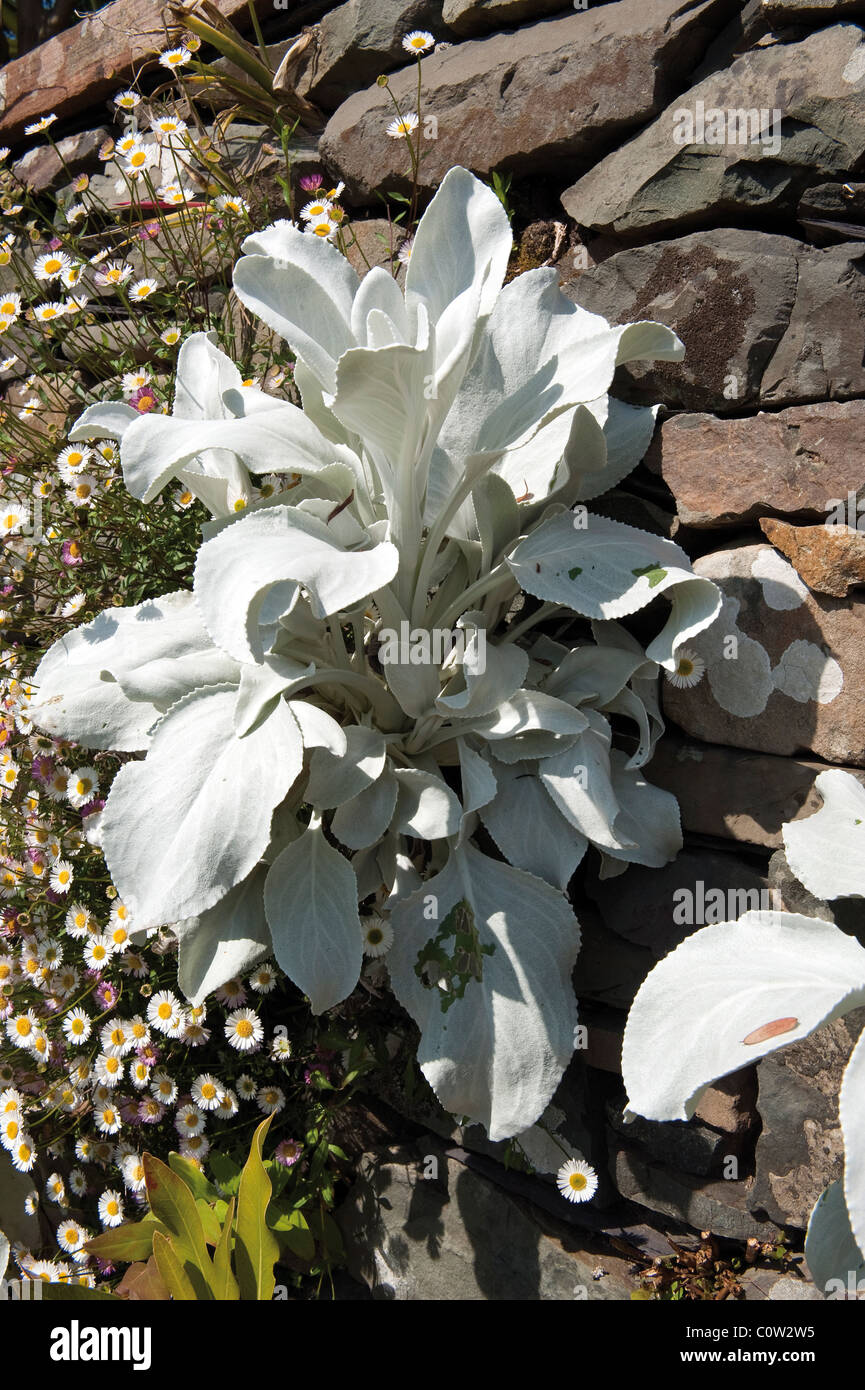 Plants growing in stone wall Stock Photo - Alamy