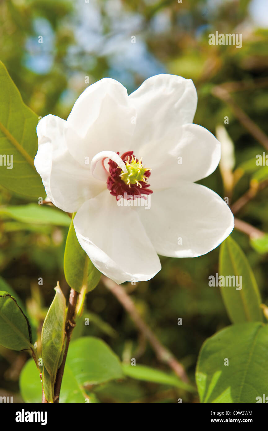 Detail Magnolia Wilsoni’s spectacular flower Stock Photo - Alamy