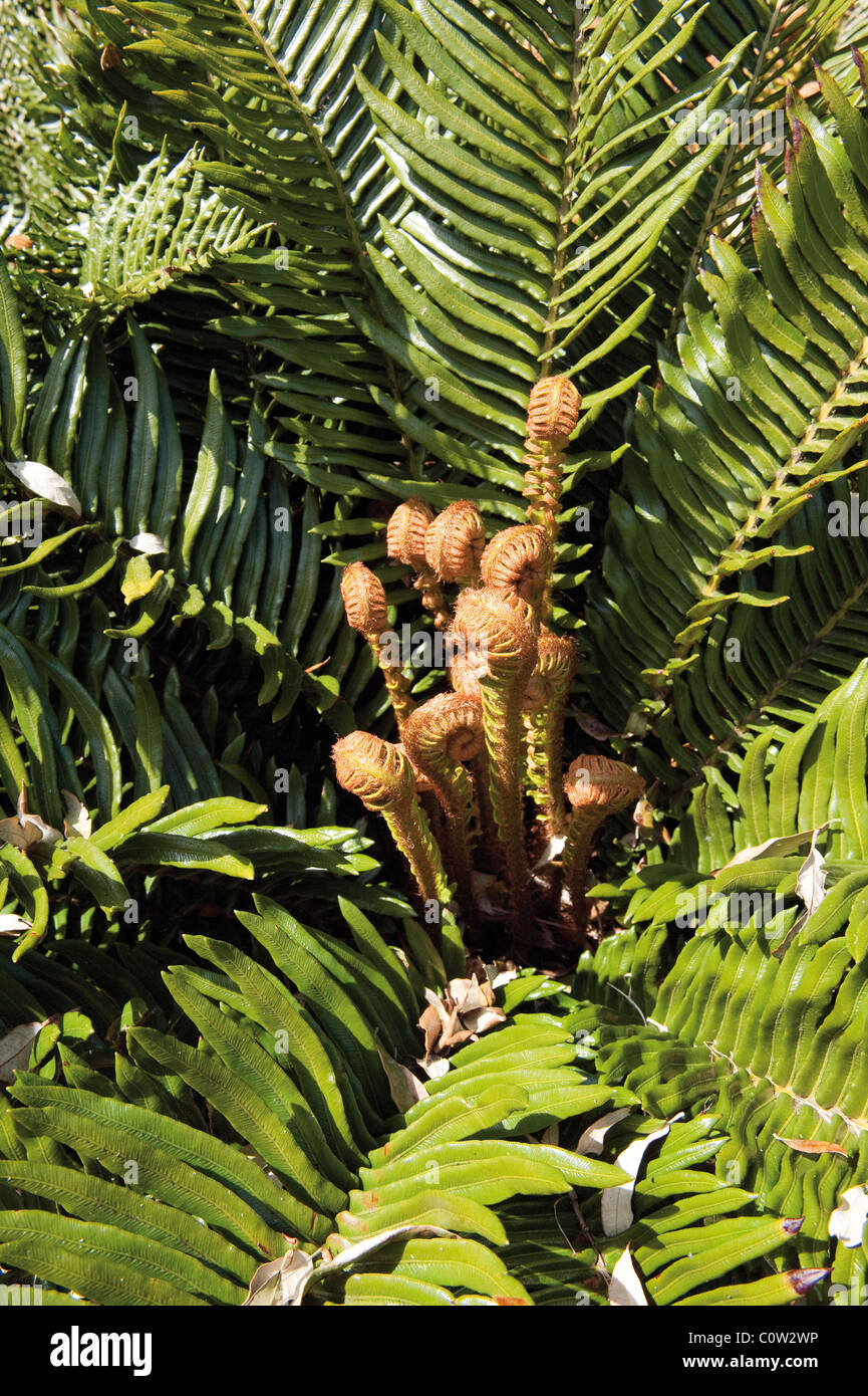Detail of a fern plant Stock Photo - Alamy
