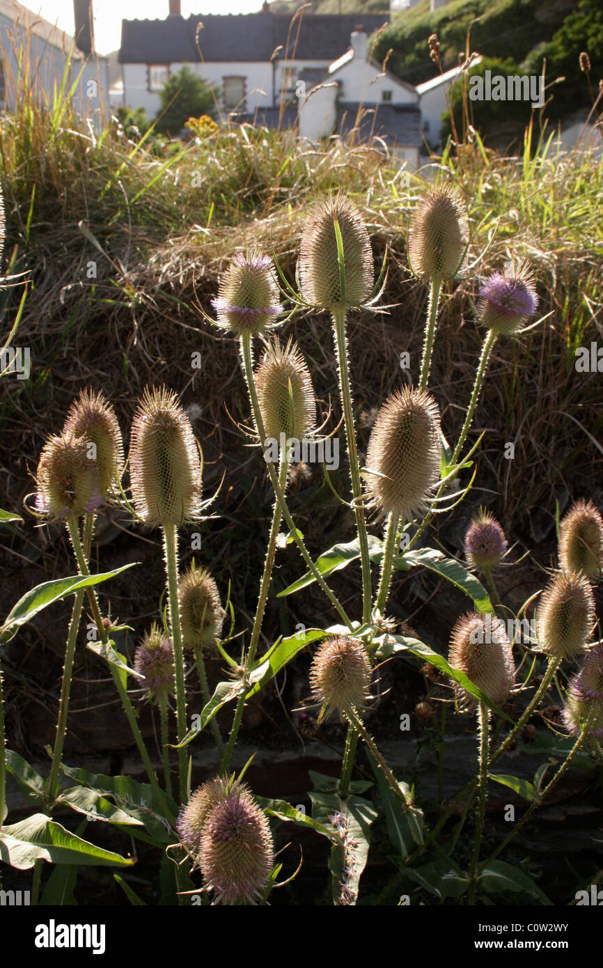 Wild teasels (Dipsacus fullonum : Dipsacaceae), UK Stock Photo - Alamy