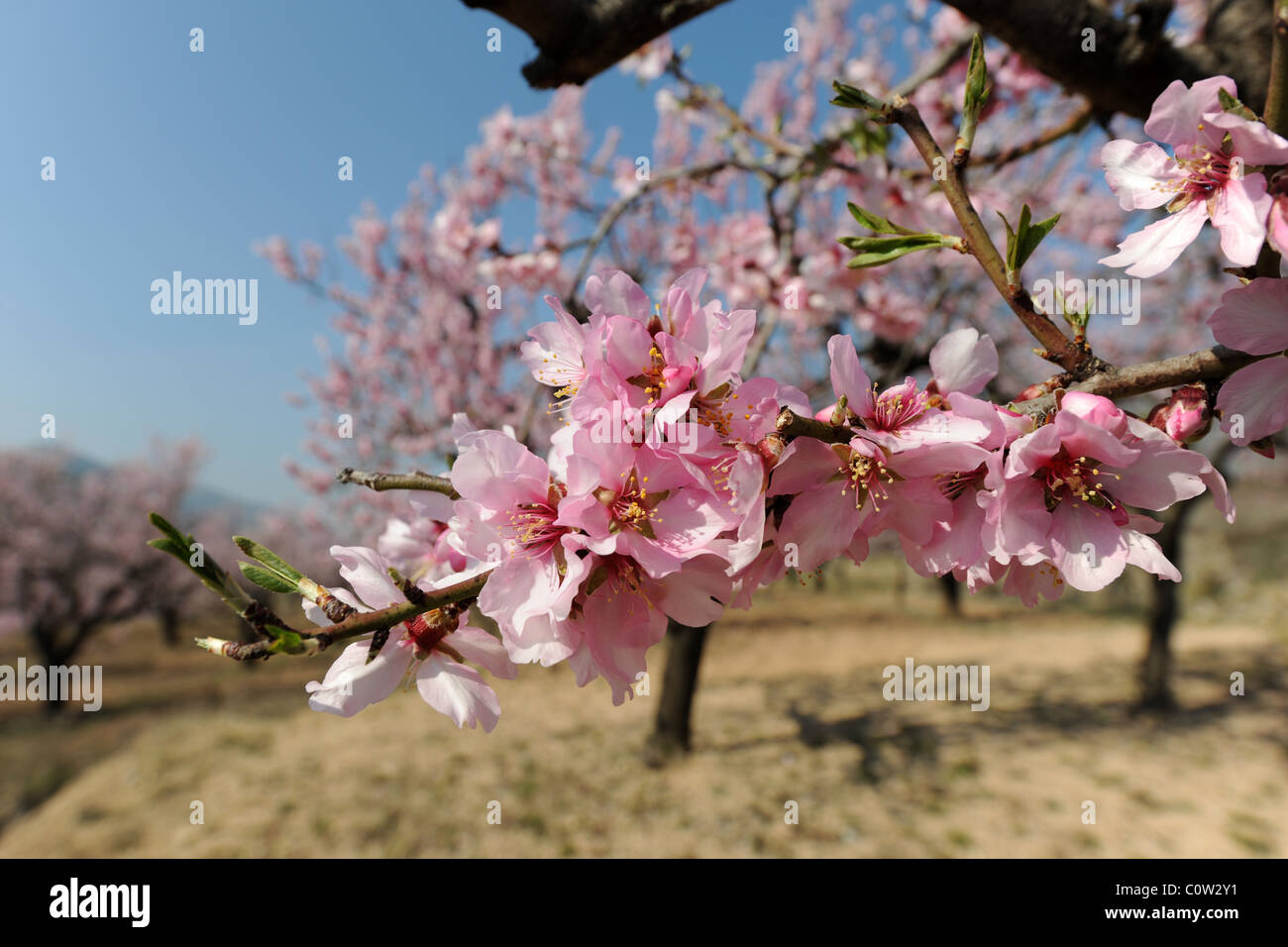 almond orchard with blossom, [prunus dulcis], near Alcalali, Jalon ...