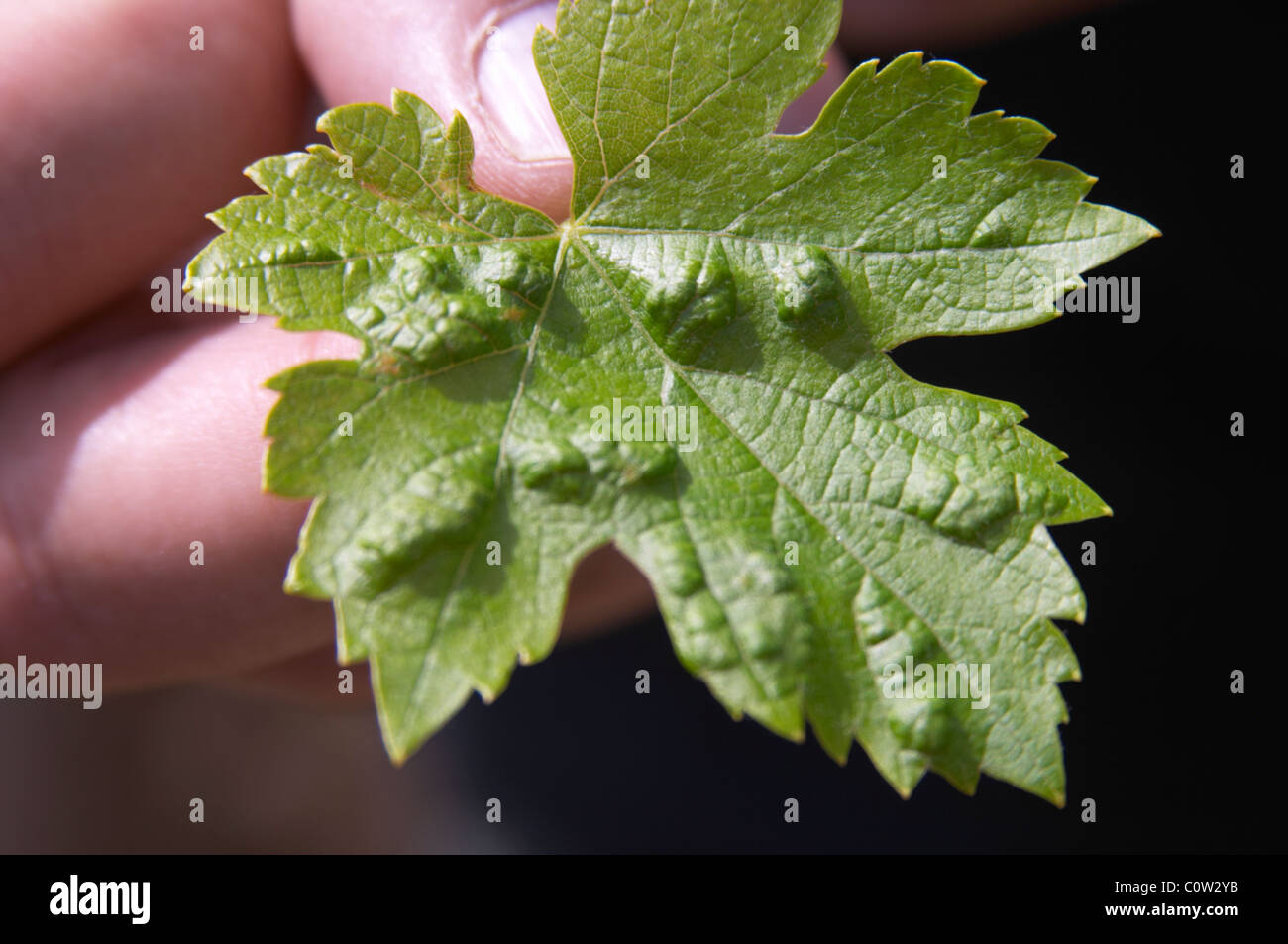 Vine leaf showing attack by phylloxera vastatrix, vine louse le cellier ...