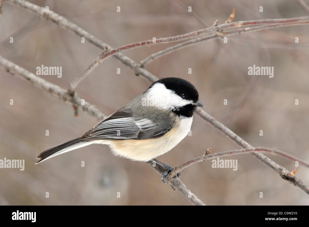 A Chickadee pictured in a forest in Quebec, Canada Stock Photo - Alamy