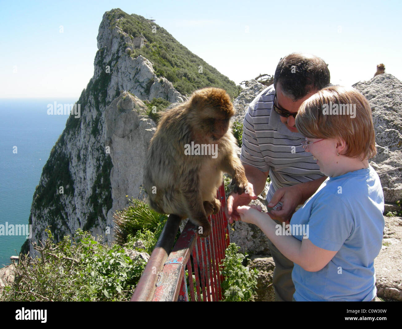 Feeding a wild Gibraltar monkey on Gibraltar rock Stock Photo - Alamy