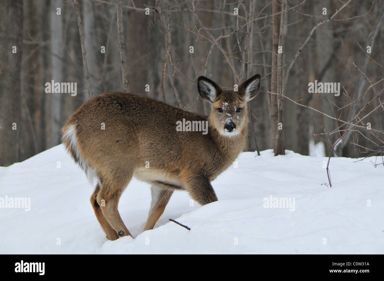 A young Roe-Buck pictured in a forest in Quebec, Canada, during winter ...