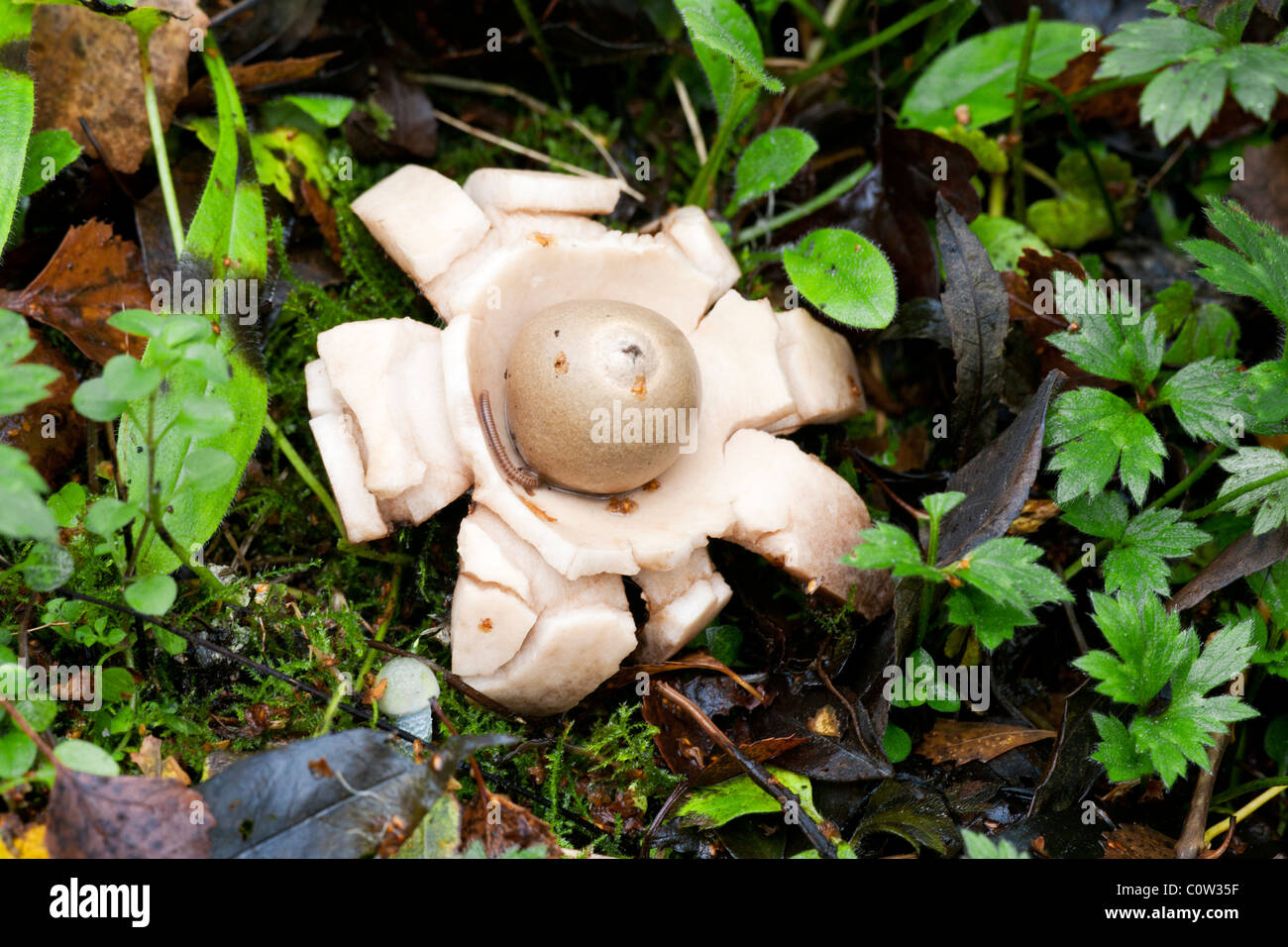 Collared Earth Star Geastrum triplex fruiting bodies growing on a dead ...