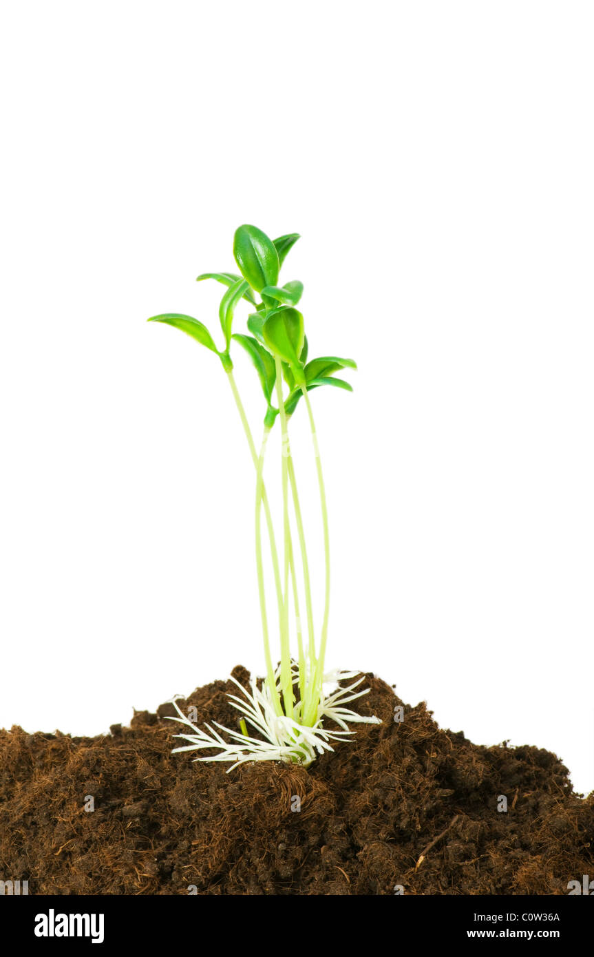 Seedlings illustrating the concept of new life Stock Photo - Alamy