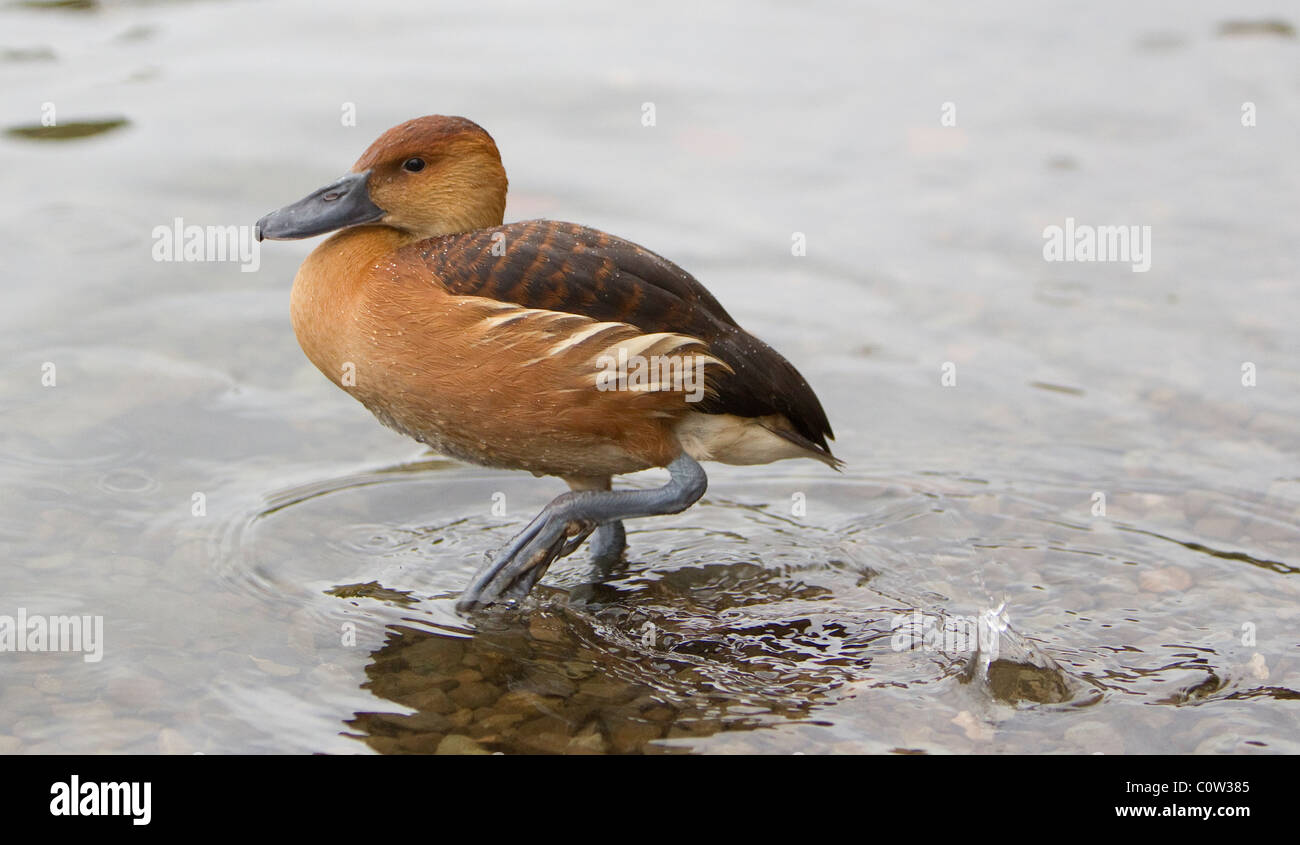 Fulvous Whistling Duck Stock Photo - Alamy