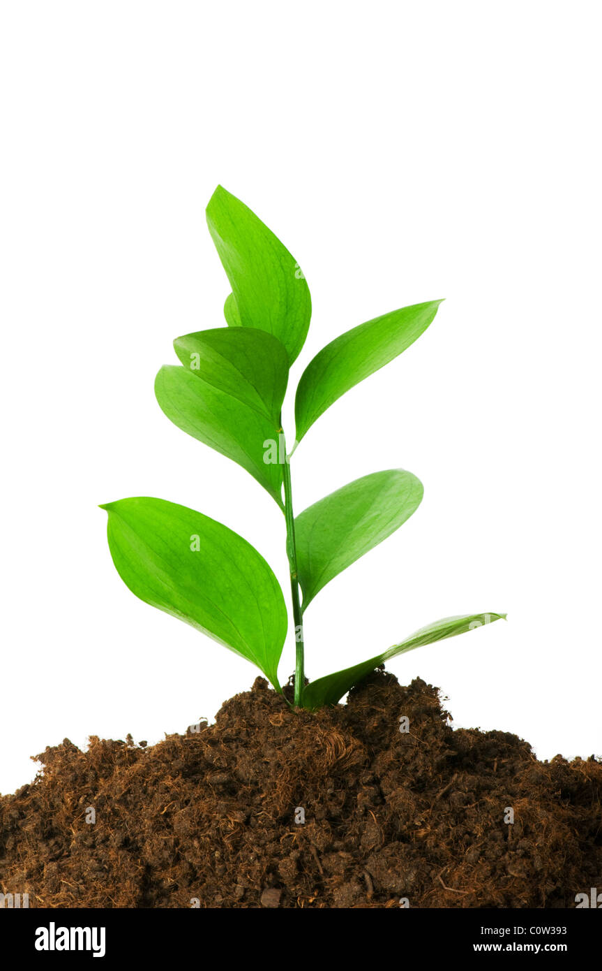 Seedlings illustrating the concept of new life Stock Photo - Alamy