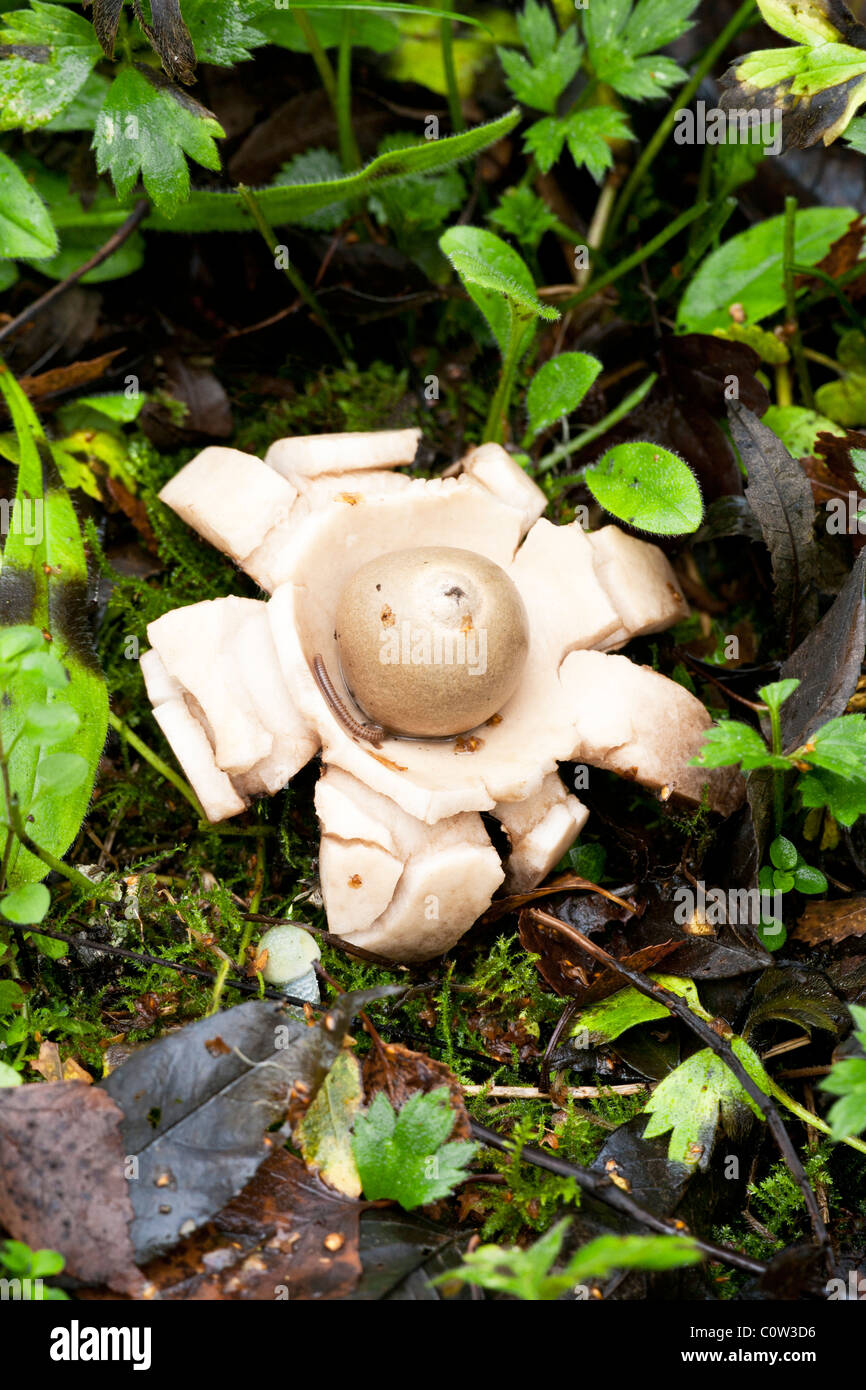 Earth star mushroom hi-res stock photography and images - Alamy