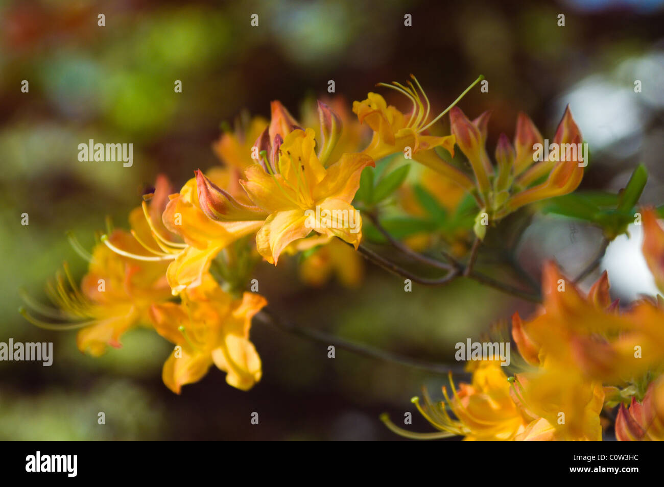 Azalea blossoms in a North Carolina garden Stock Photo - Alamy