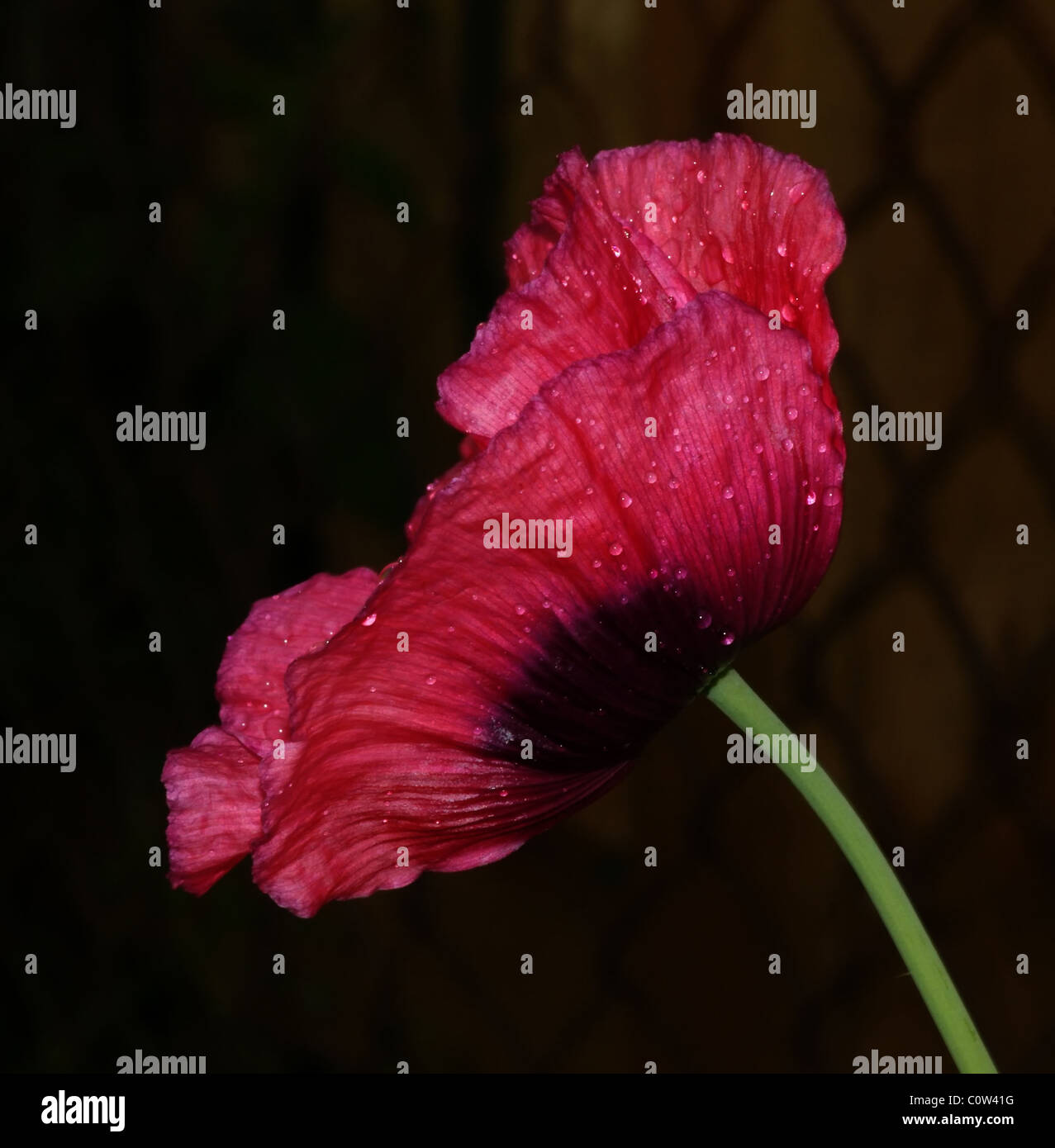 Red poppy with white border hi-res stock photography and images - Alamy