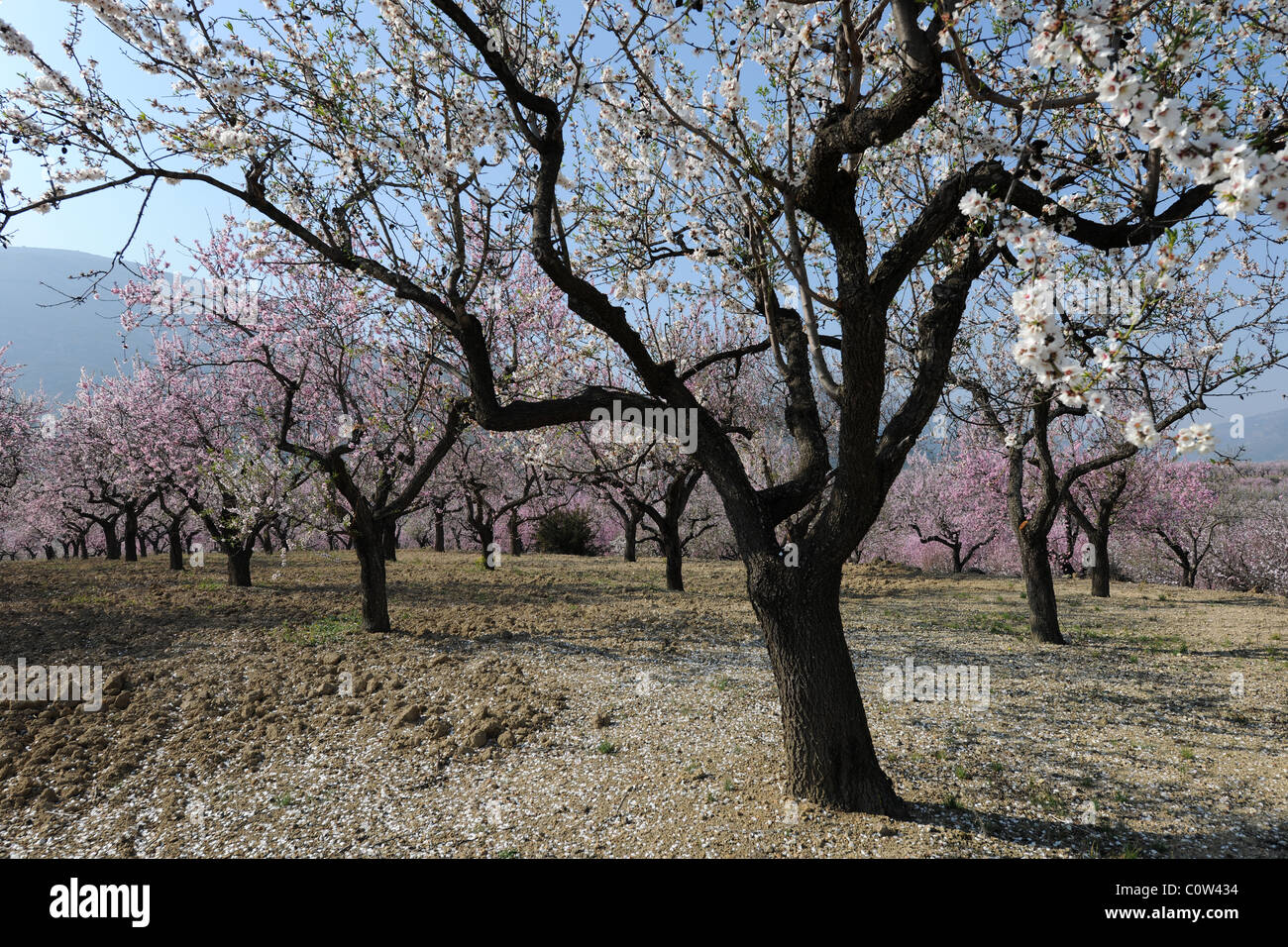 almond orchard with blossom, [prunus dulcis], near Alcalali, Jalon ...