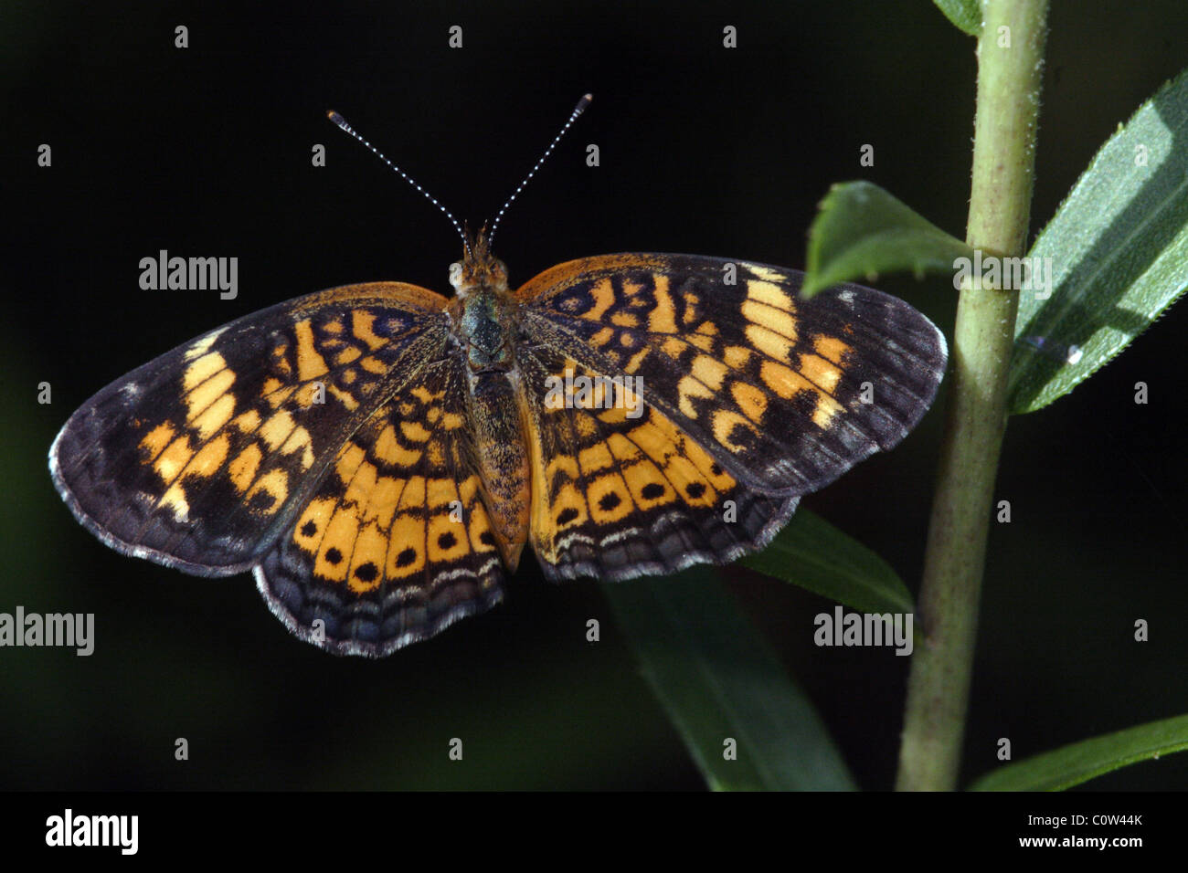 Phaon Crescent Phyciodes phaon Stock Photo - Alamy
