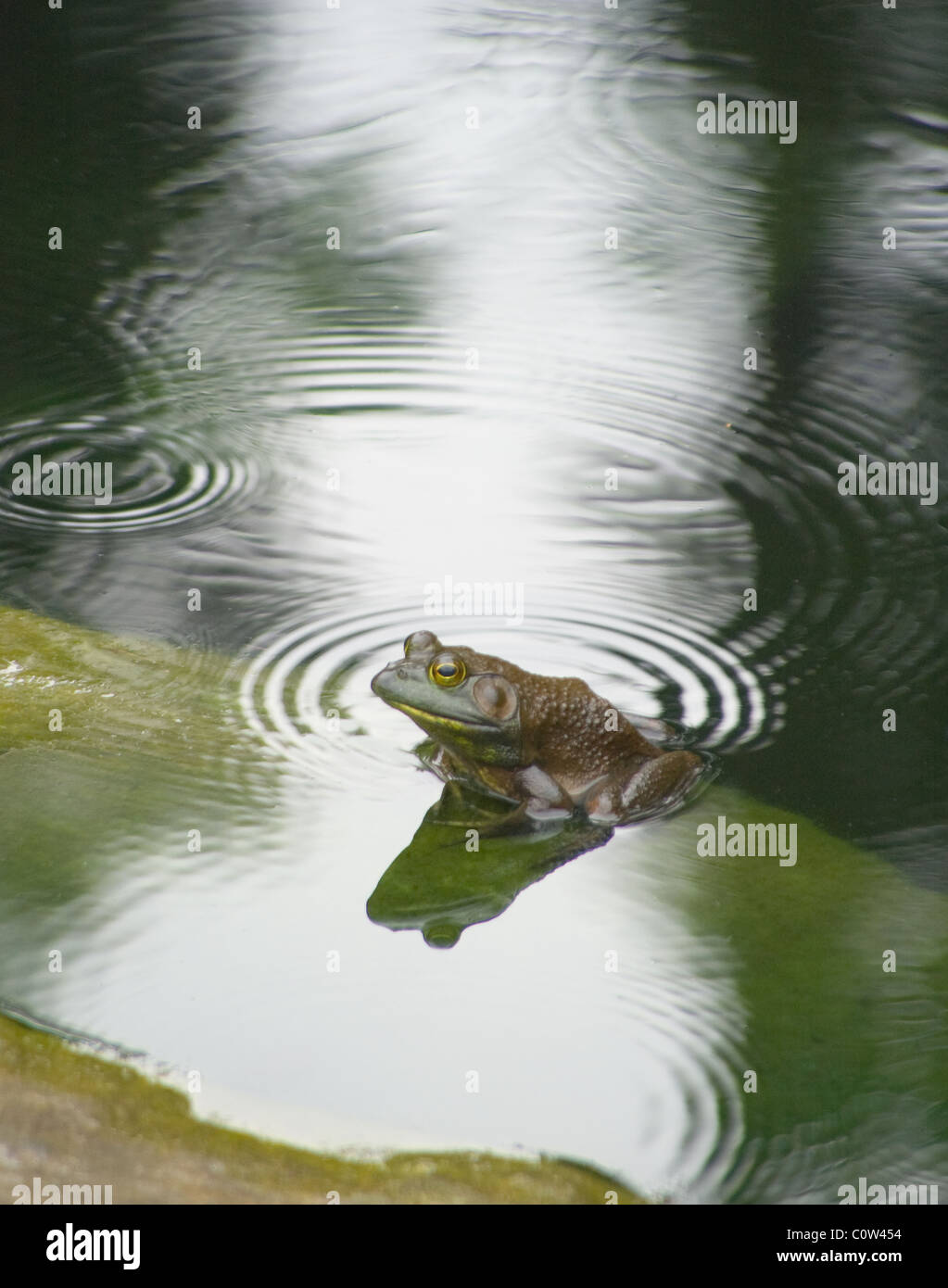 Sarah rain hi-res stock photography and images - Alamy