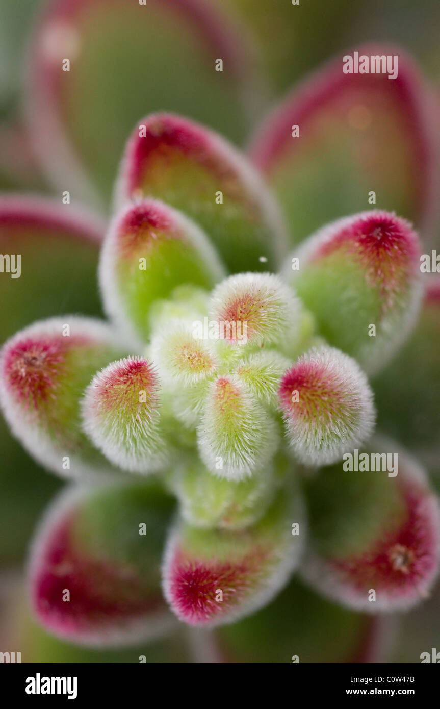 Detail of a Plush plant (Echeveria pulvinata Stock Photo - Alamy