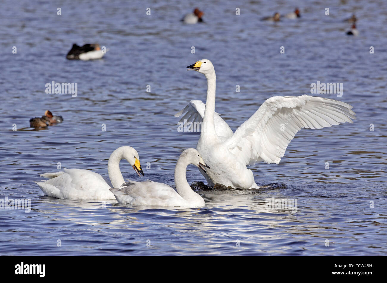 A family group of Whooper Swans (Cygnus cygnus Stock Photo - Alamy