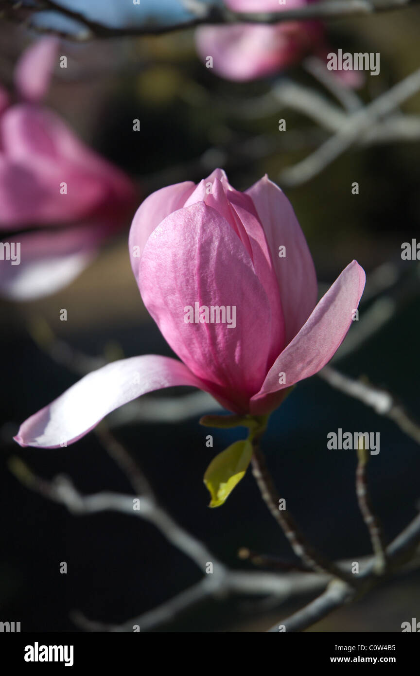 North carolina arboretum hi-res stock photography and images - Alamy