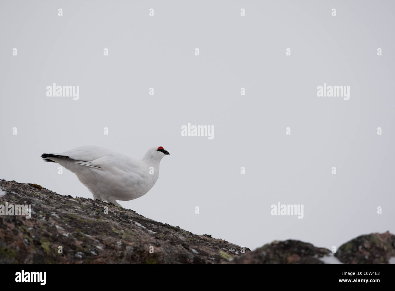 Winter plumaged Ptarmigan standing on a rock in snow near Aviemore in ...