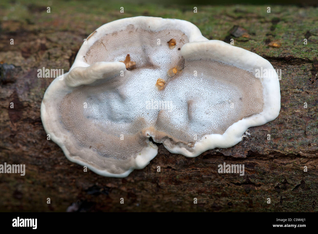Corium hi-res stock photography and images - Alamy